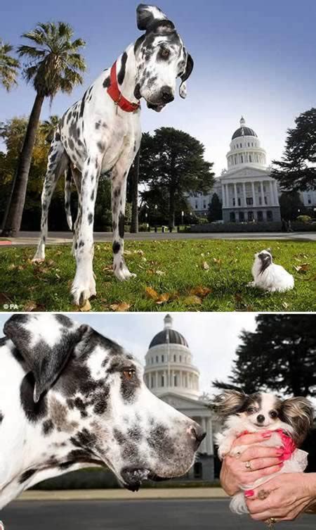 უჩვეულო შეხვედრები