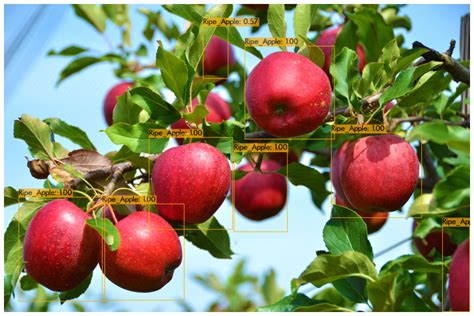 Github Jesil94apple Harvesting Robot Vision System Creating A
