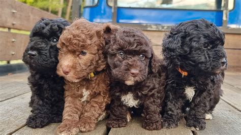 Poodles Sizes Ularee Poodles