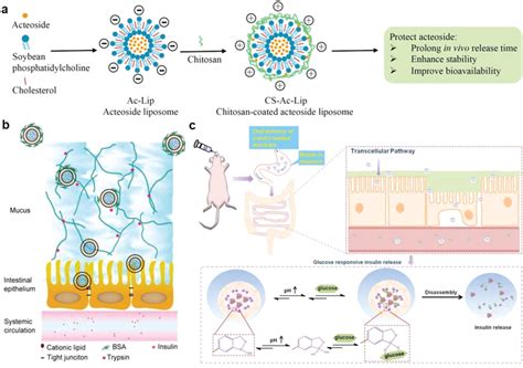 A Schematic Illustration Of The AcLip And CSAcLip Adapted With Download Scientific Diagram