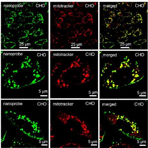 Evidence Of Mitochondria Targeting Of The QD Nanoprobe In CHO Cells Download Scientific Diagram