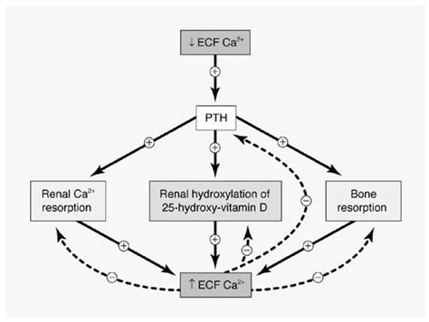 Primary Hyperparathyroidism