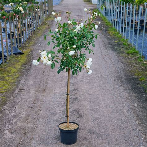 Rose Schneewittchen ® Rosa Schneewittchen ® Günstig Kaufen