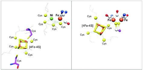 4 The Catalytic Sites Of Most Common Hydrogenases Download Scientific Diagram