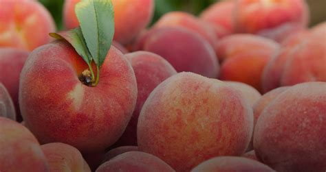 Predictive Analytics In Fruit Export Forecasting Crop Yields And Price Trends Canvas Intelligence