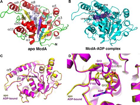 Crystal Structures Of Mcda A Ribbon Diagram Of Apo Mcda Structure