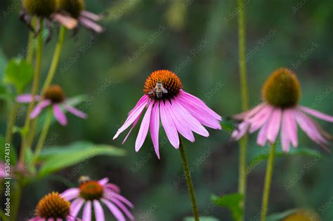 Blossom Of Echinacea Purpurea Magnus Or Coneflower In Garden Stock