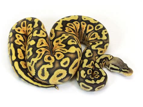 Citrus Pastel Yellow Belly Ghost Markus Jayne Ball Pythons