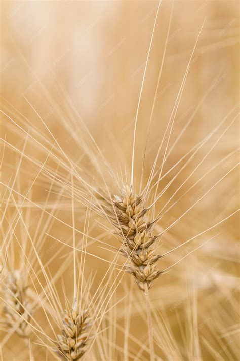 Premium Photo Durum Macaroni Wheat Triticum Aestivum