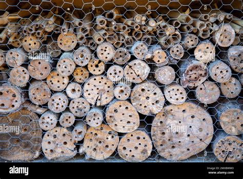 Bug Hotel Insect Overlapping Perforated Wooden Tree Branches House Hut Gives Protection And Nest