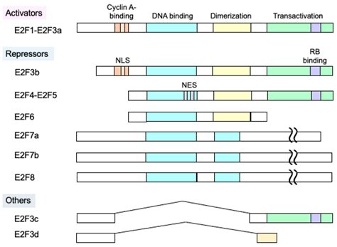 Cell Cycle Regulation By Cyclins And Cdks Each Stage Of The Cell Cycle