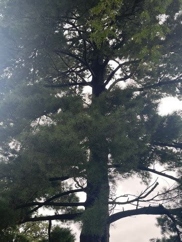 Week 1 Tree Descriptions Flashcards Quizlet