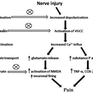The Mechanism Of Action For Pain Alleviation By Pregabalin Pregabalin Download Scientific