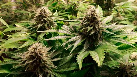 Acapulco Gold Cannabis Strain Week By Week Guide Fast Buds