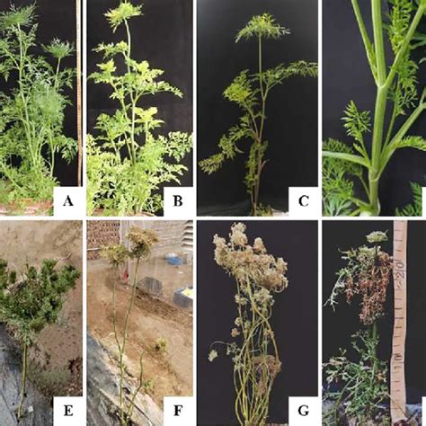 Phenotypes Of Stalk Mutants In M 2 Population In The Reproductive Download Scientific Diagram
