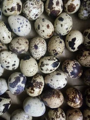 Kada Eggs And Eggs Wholesaler From Coimbatore