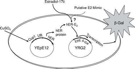 2 Schematic Of The Yeast Cell Based Bioassay For Analysis Of An