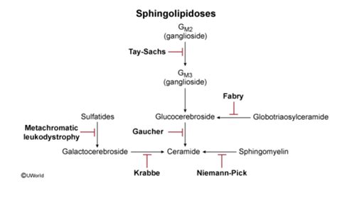 Mod Tbl 11 Sphingolipid Metabolism And Lysosomal Storage Disorders