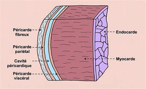 Anatomie Comment Fonctionne Le Coeur