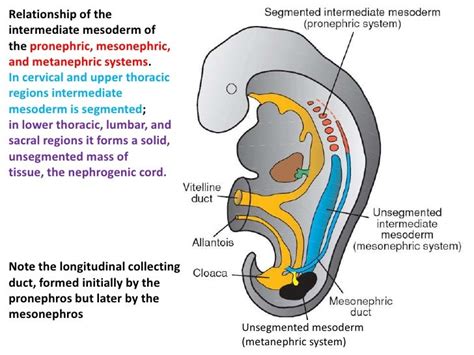 Embryology Urogenital System