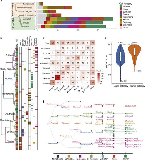 Tracing Cell Type Evolution By Cross Species Comparison Of Cell Atlases Cell Reports