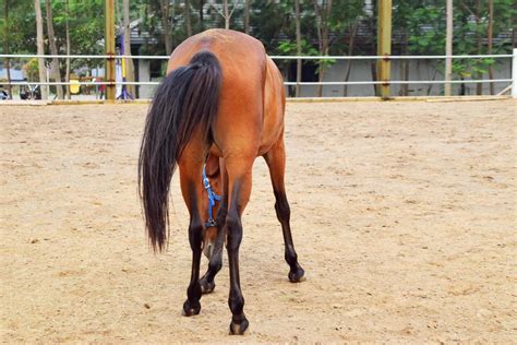 A Brownish Indonesian Horse Is Seen From Behind With Its Buttocks