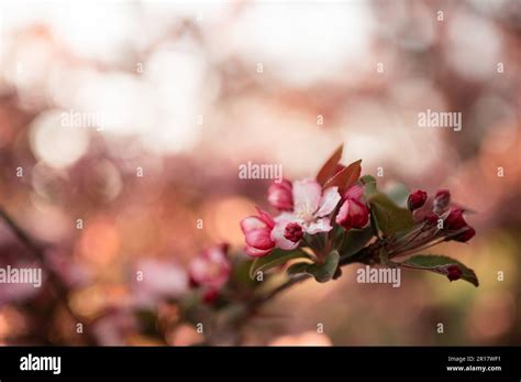 Spring Flowering Pink Crab Apple Tree Blossoms And Buds Isolated Stock