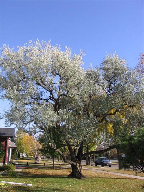 Russian Olive Tree Olives At Sheila Tejada Blog