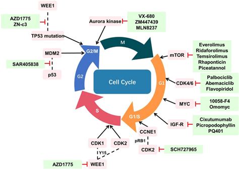 Targeted Therapy For Osteosarcoma A Review Pmc