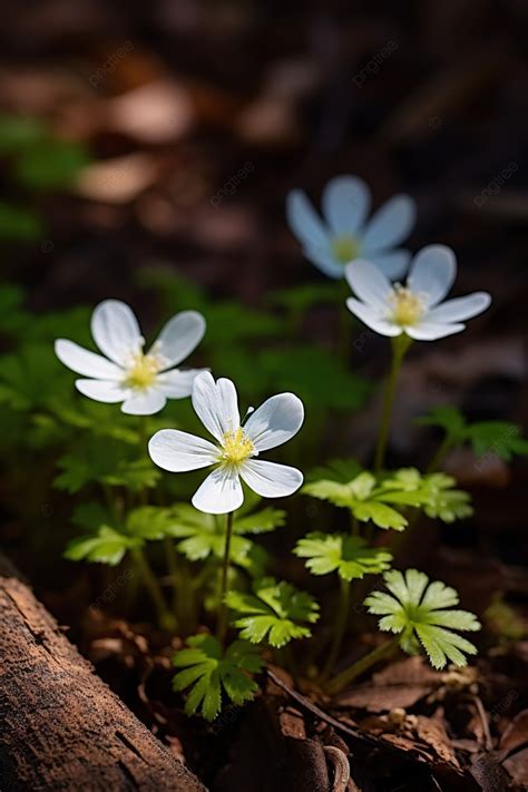 땅에서 자라는 흰 꽃과 갈색 배경 배경 화면 및 일러스트 무료 다운로드 Pngtree