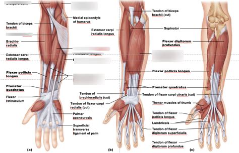 Forearm Flexor Group Diagram Quizlet