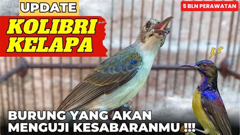 YANG TIDAK TERBIASA RAWAT BURUNG TIDAK SAYA SARANKAN RAWAT BURUNG INI KOLIBRI KELAPA - YouTube
