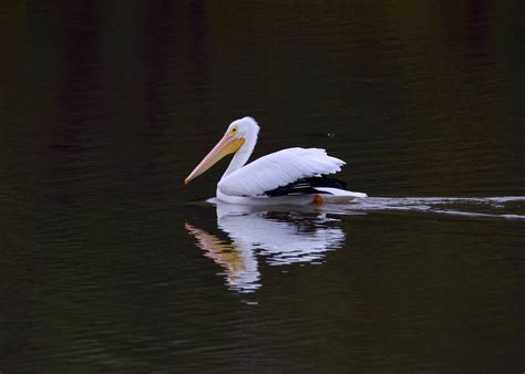 American White Pelican Habitat Behavior And More