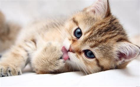 Les Images De Lollipathe Chaton Cute