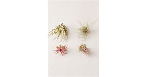 Small Live Assorted Air Plants Best Ts For Plant Lovers 2019