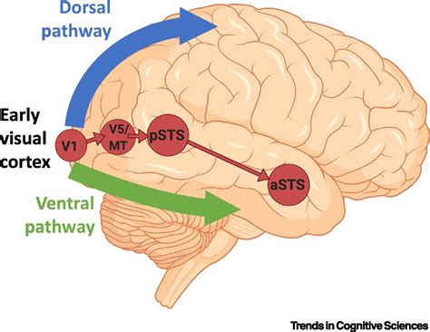 Visual Cortex V1 V2 V3 V4 V5