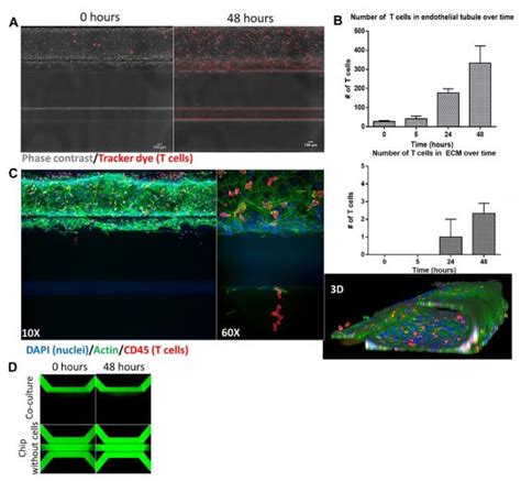 High Throughput D Cell Migration Assays In Organ On A Chip Technologies Page Of