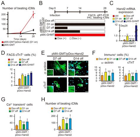 Single Construct Polycistronic Doxycycline Inducible Vectors Improve