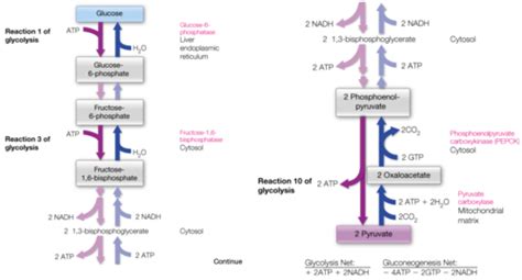 Lecture 11 Part 2 Gluconeogenesis Flashcards Quizlet