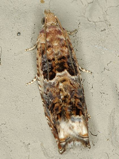 Tortricid Moth Bugguidenet