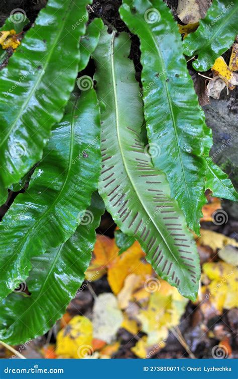 In The Wild Fern Asplenium Scolopendrium Grows Stock Image Image Of Epiphyte Closeup 273800071