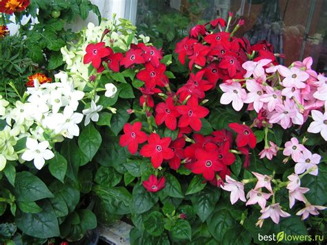 Как выглядит цветы табак душистый (104 фото)