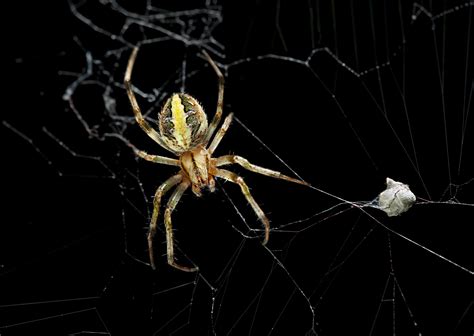 Heres Why There Are So Many Spiders In Michigan Right Now Iheart