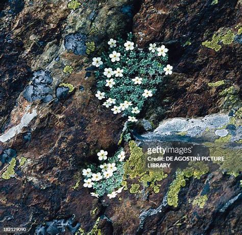 Siliceous Rock Photos And Premium High Res Pictures Getty Images