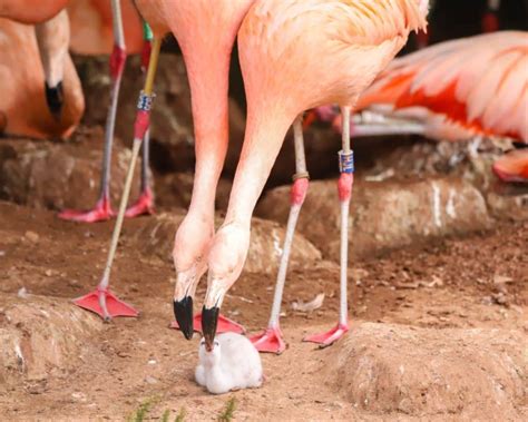 Same Sex Flamingo Couple At Paignton Zoo Successfully Hatch A Chick