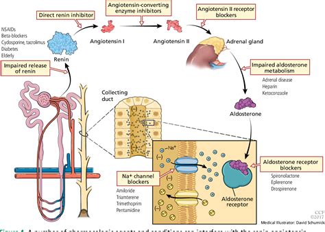 Figure 1 From Diagnosis And Treatment Of Hyperkalemia Semantic Scholar