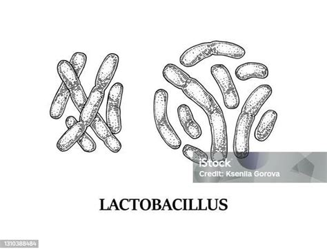 손으로 그린 Probiotic 유산 균 박테리아 인간의 건강과 소화 조절에 좋은 미생물 스케치 스타일의 벡터 그림 불가리아유산균에 대한 스톡 벡터 아트 및 기타 이미지