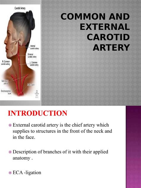 Overview Of External Carotid Artery Pdf Common Carotid Artery
