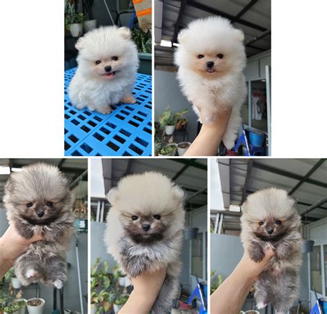 Mini Pom Jantan Anjing Pomeranian Anjingkitaid