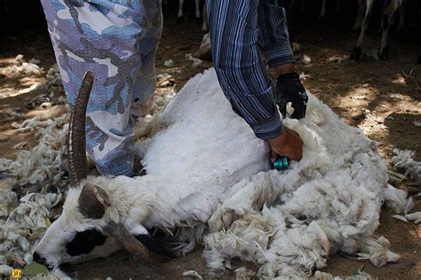 سنگ‌چینی یا پشم‌آویزی؛ مراسمی برای گوسفند مرده در بین عشایر کرمانشاه و
